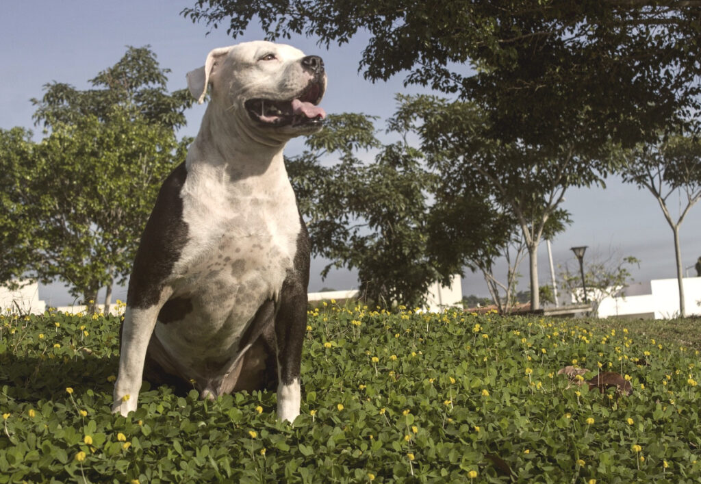 Bully Project Rescue