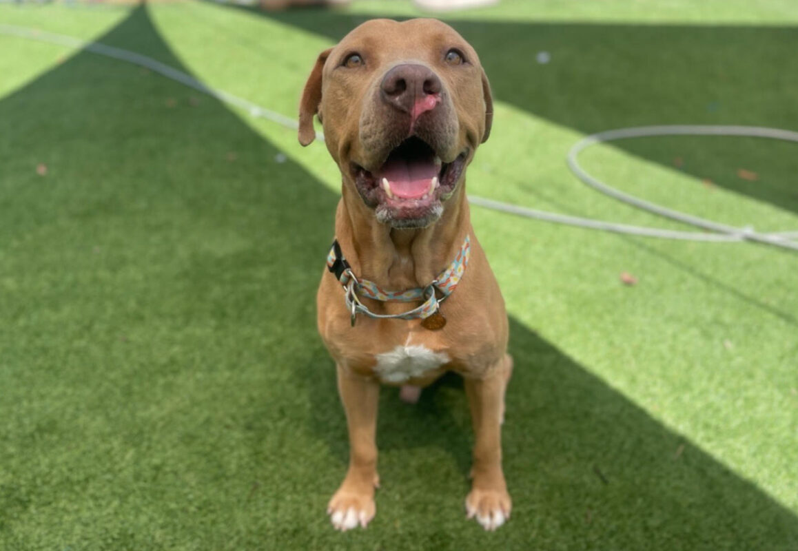 Bully Project Rescue