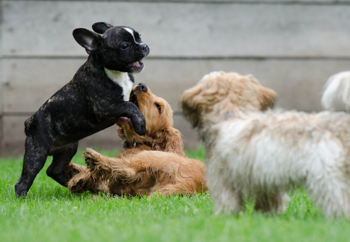 Bully Project Rescue